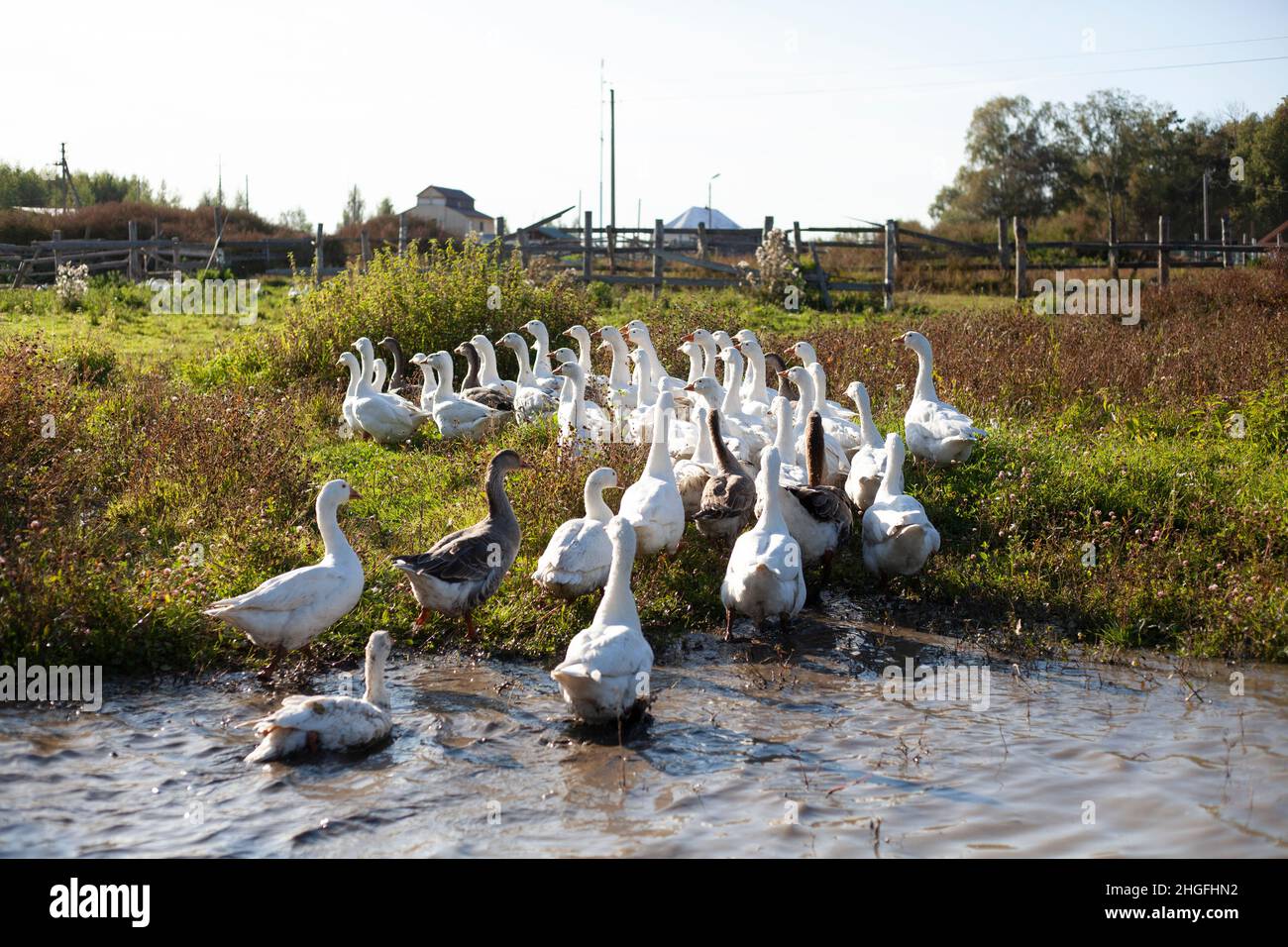 Dynamik der herde -Fotos und -Bildmaterial in hoher Auflösung – Alamy