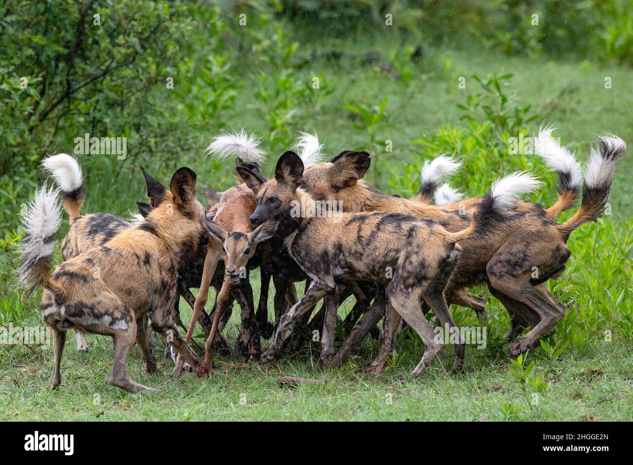 Baby wölfe -Fotos und -Bildmaterial in hoher Auflösung – Alamy