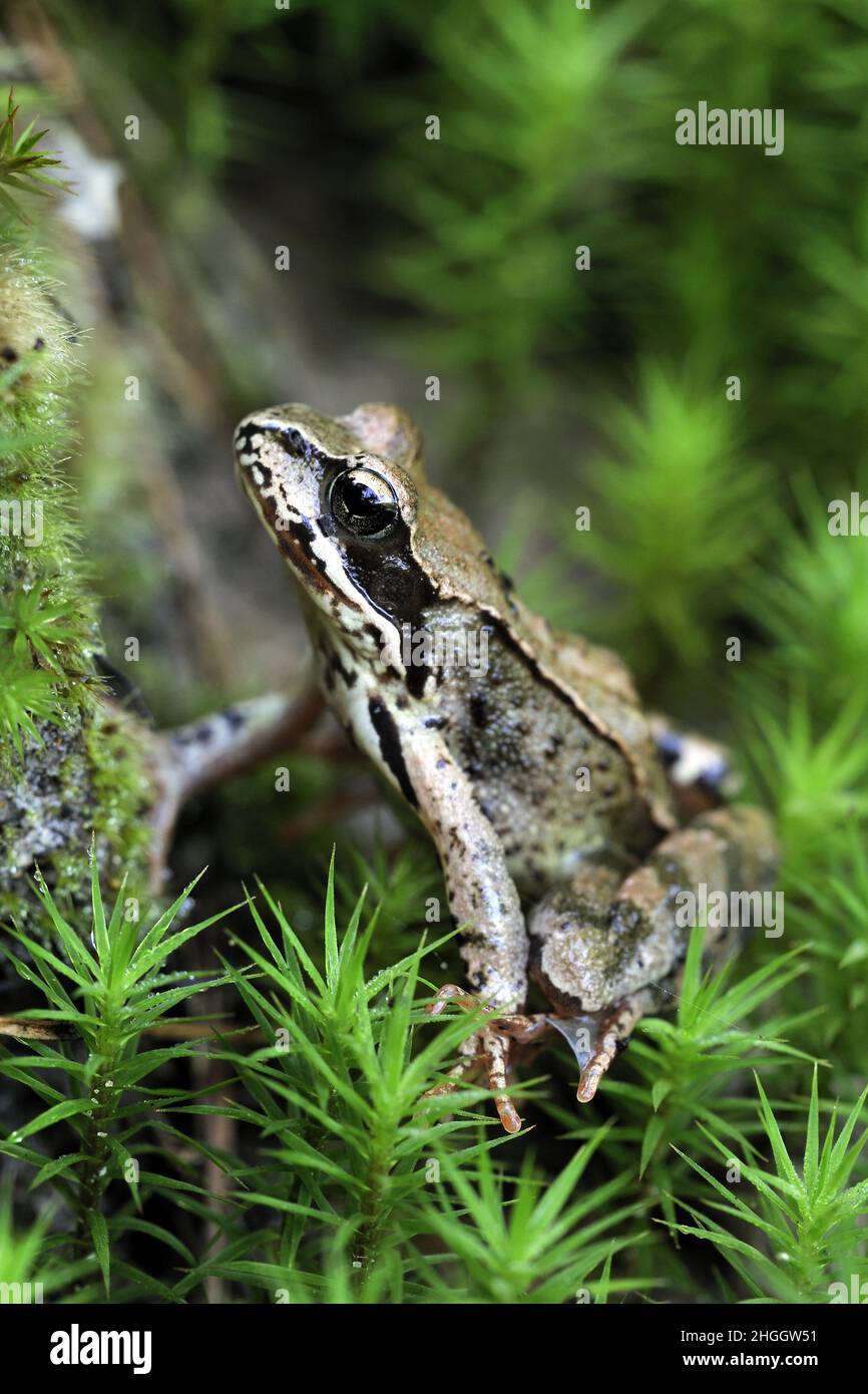Moorfrosch (Rana arvalis), sitzt auf Moos, Deutschland, Brandenburg Stockfotografie - Alamy