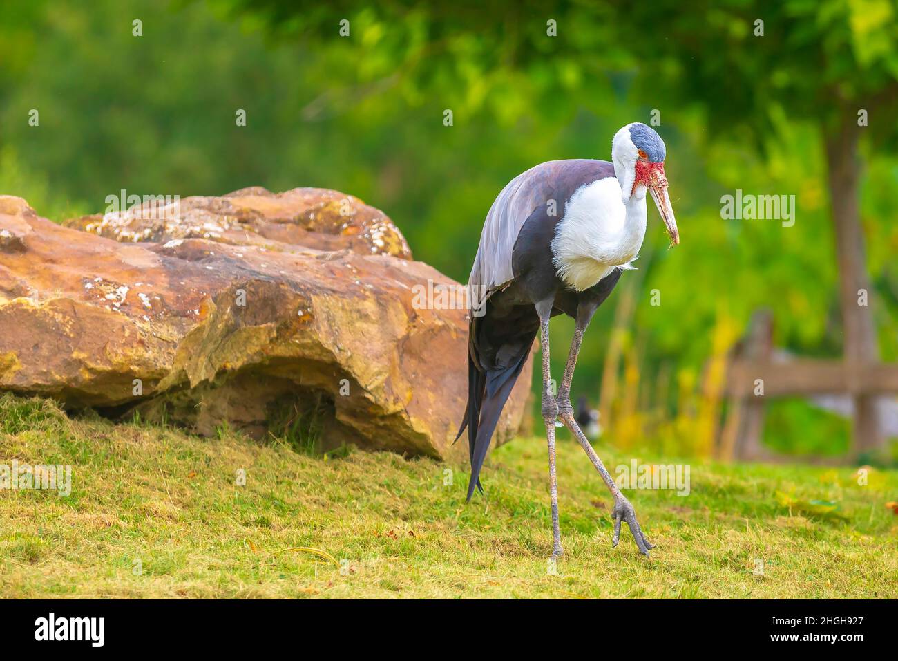 Kranichvogel mit langem schnabel -Fotos und -Bildmaterial in hoher ...