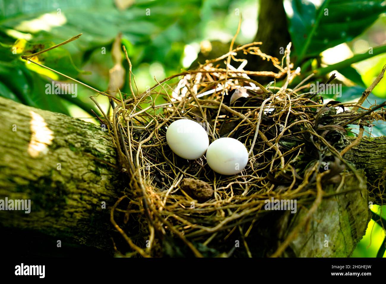 Gefleckte taubeneier -Fotos und -Bildmaterial in hoher Auflösung – Alamy