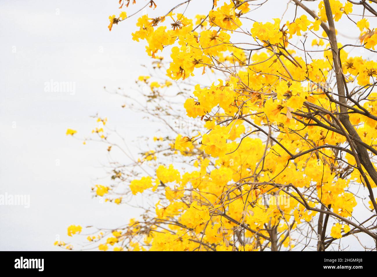 Schöner goldener Trompetenbaum (Tabebuia chrysantha, Handroanthus ...