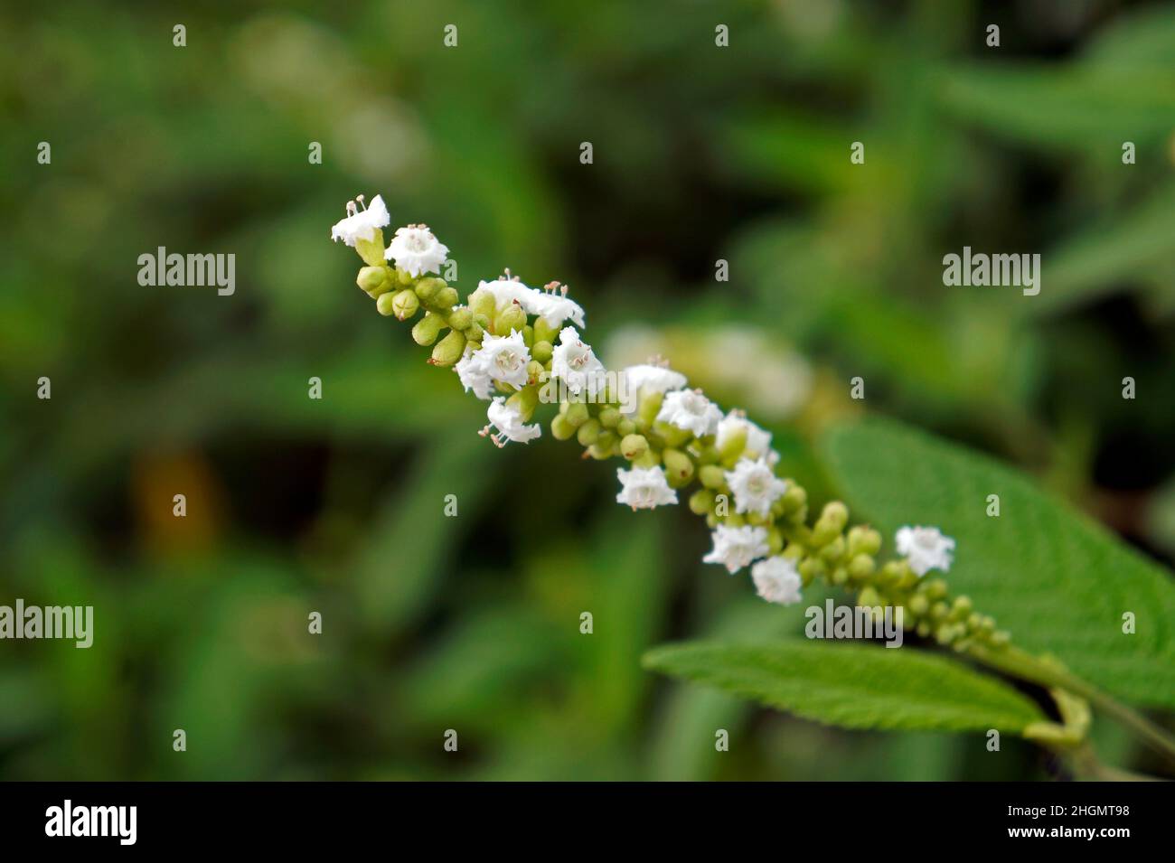 Wild salbei -Fotos und -Bildmaterial in hoher Auflösung – Alamy