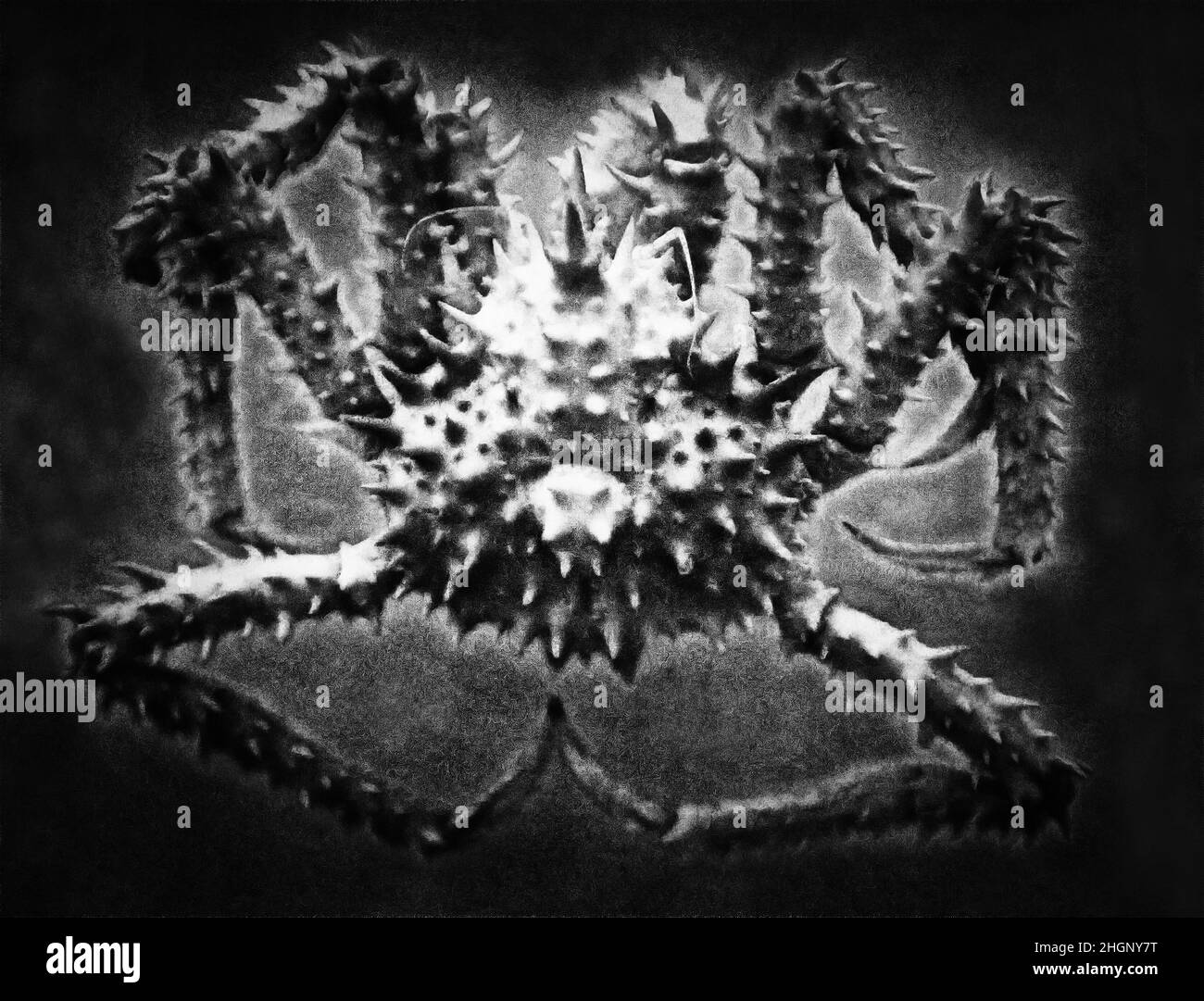 Paralithodes camtschaticus bild -Fotos und -Bildmaterial in hoher ...