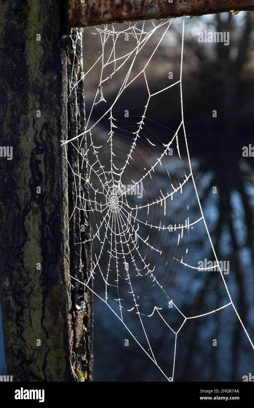 Spinnen und spinnweben -Fotos und -Bildmaterial in hoher Auflösung – Alamy