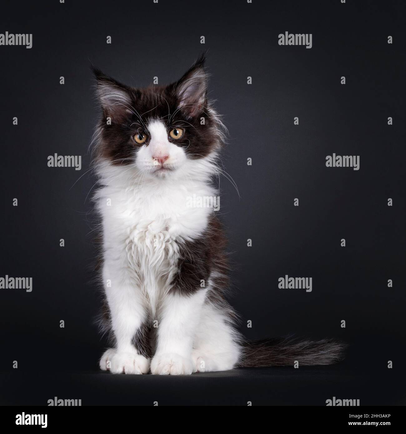 Schwarz mit weißem Maine Coon Katzenkätzchen mit sehr frechen ...