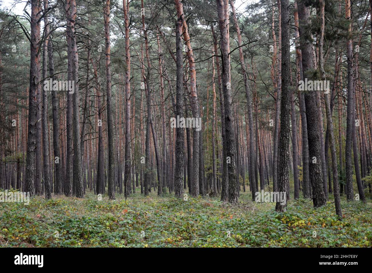 Wald Kiefern Fotos Und Bildmaterial In Hoher Auflösung Alamy