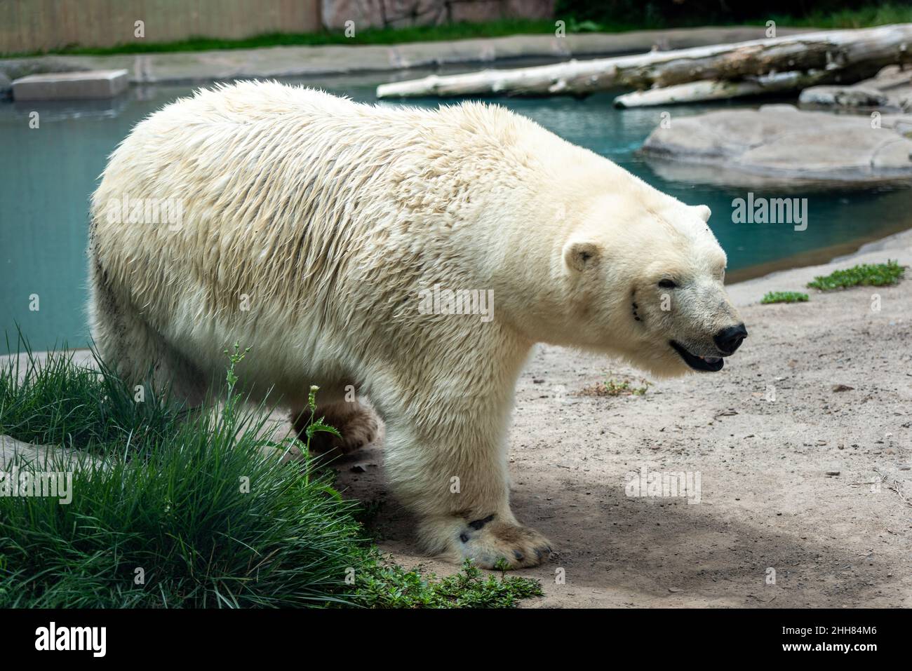 Buffalo zoo -Fotos und -Bildmaterial in hoher Auflösung – Alamy