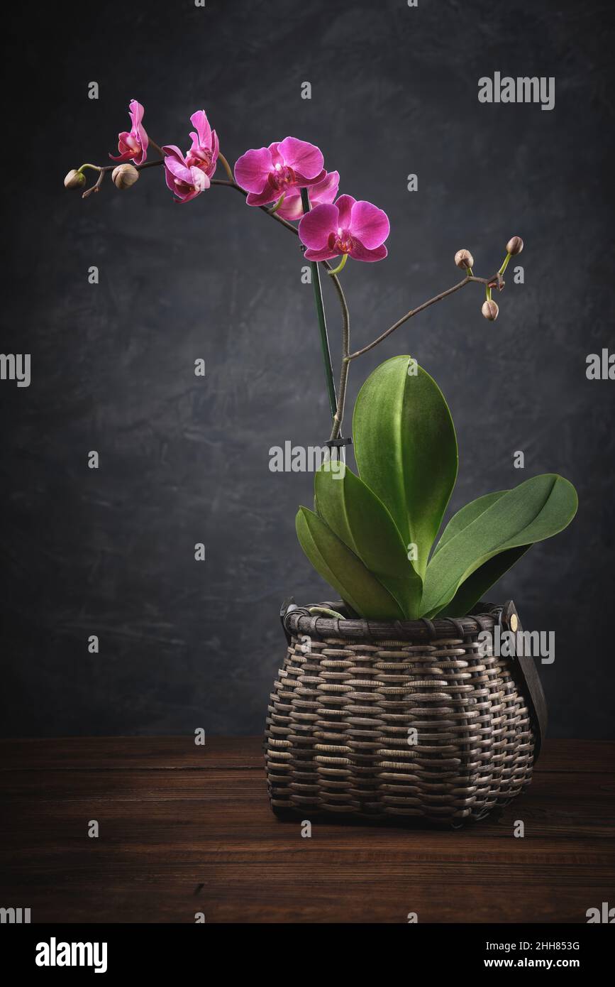 Pink mini phalaenopsis orchid -Fotos und -Bildmaterial in hoher ...