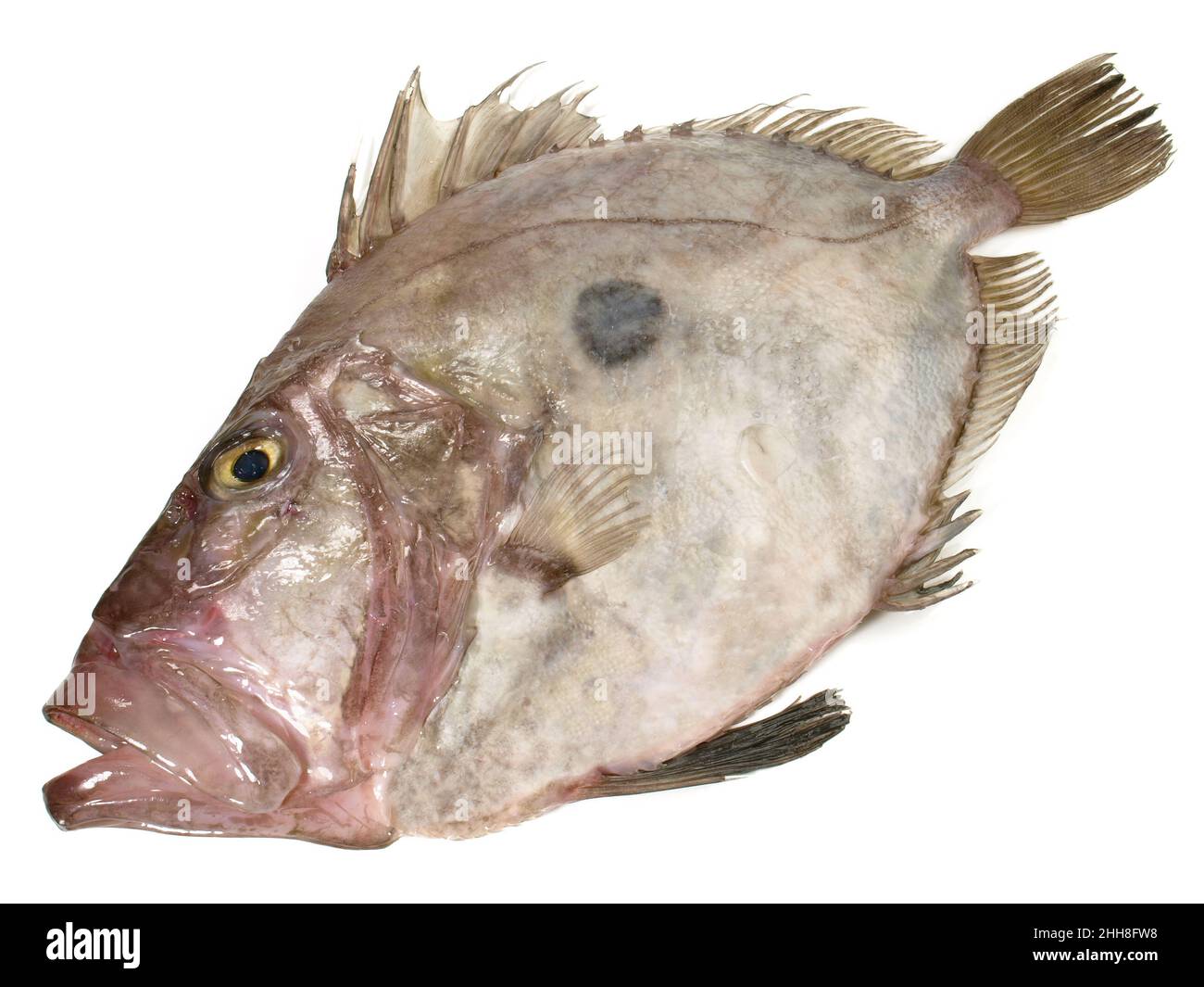 John dory fisch auf weißem hintergrund -Fotos und -Bildmaterial in ...