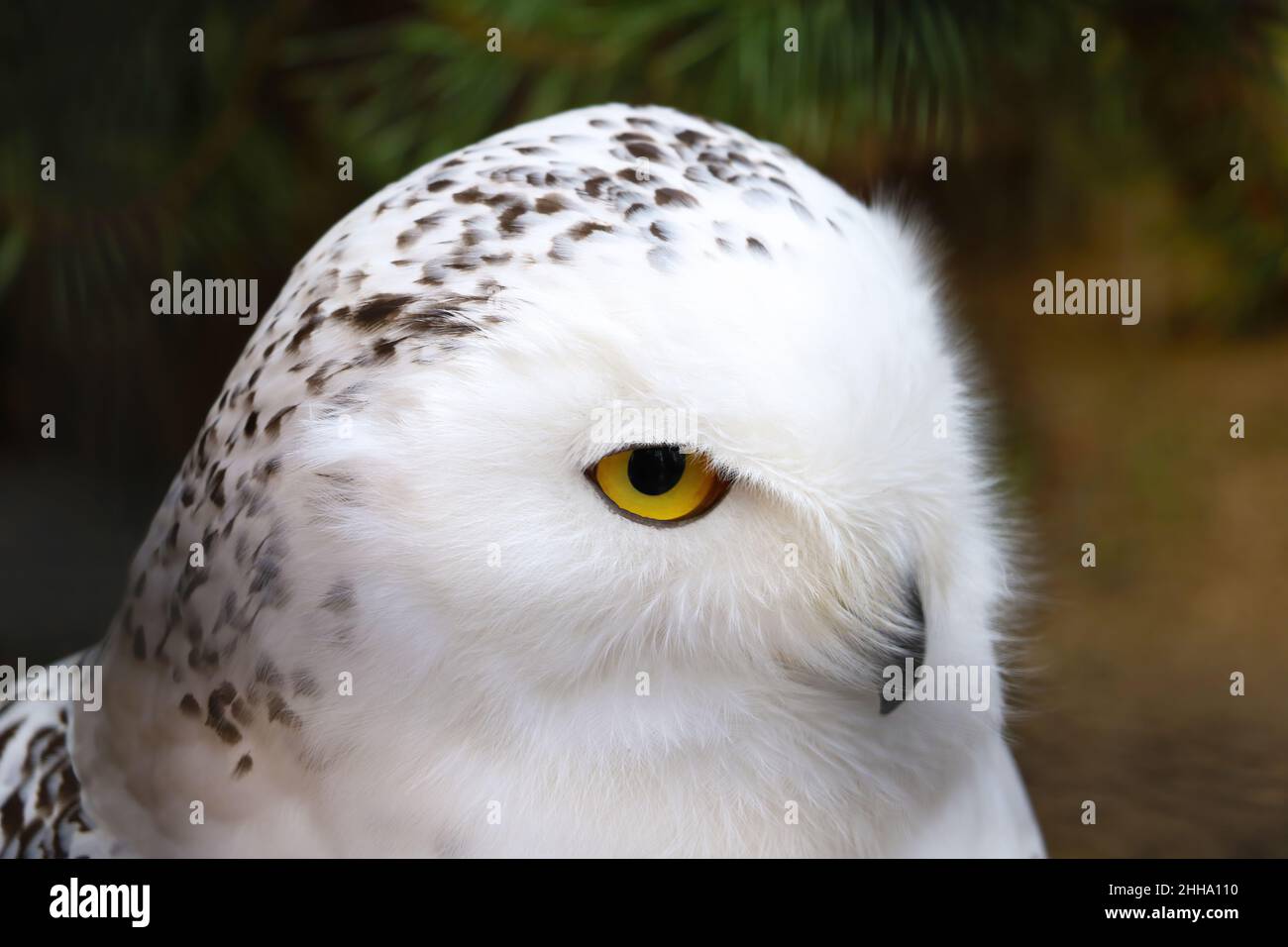 Polare sicht -Fotos und -Bildmaterial in hoher Auflösung – Alamy