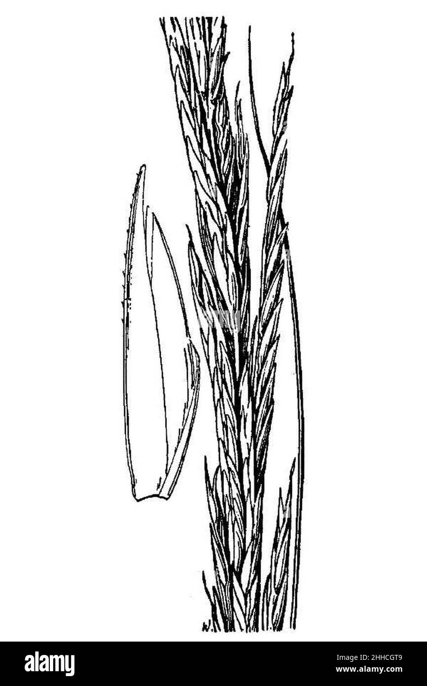 Spartina alterniflora -Fotos und -Bildmaterial in hoher Auflösung – Alamy