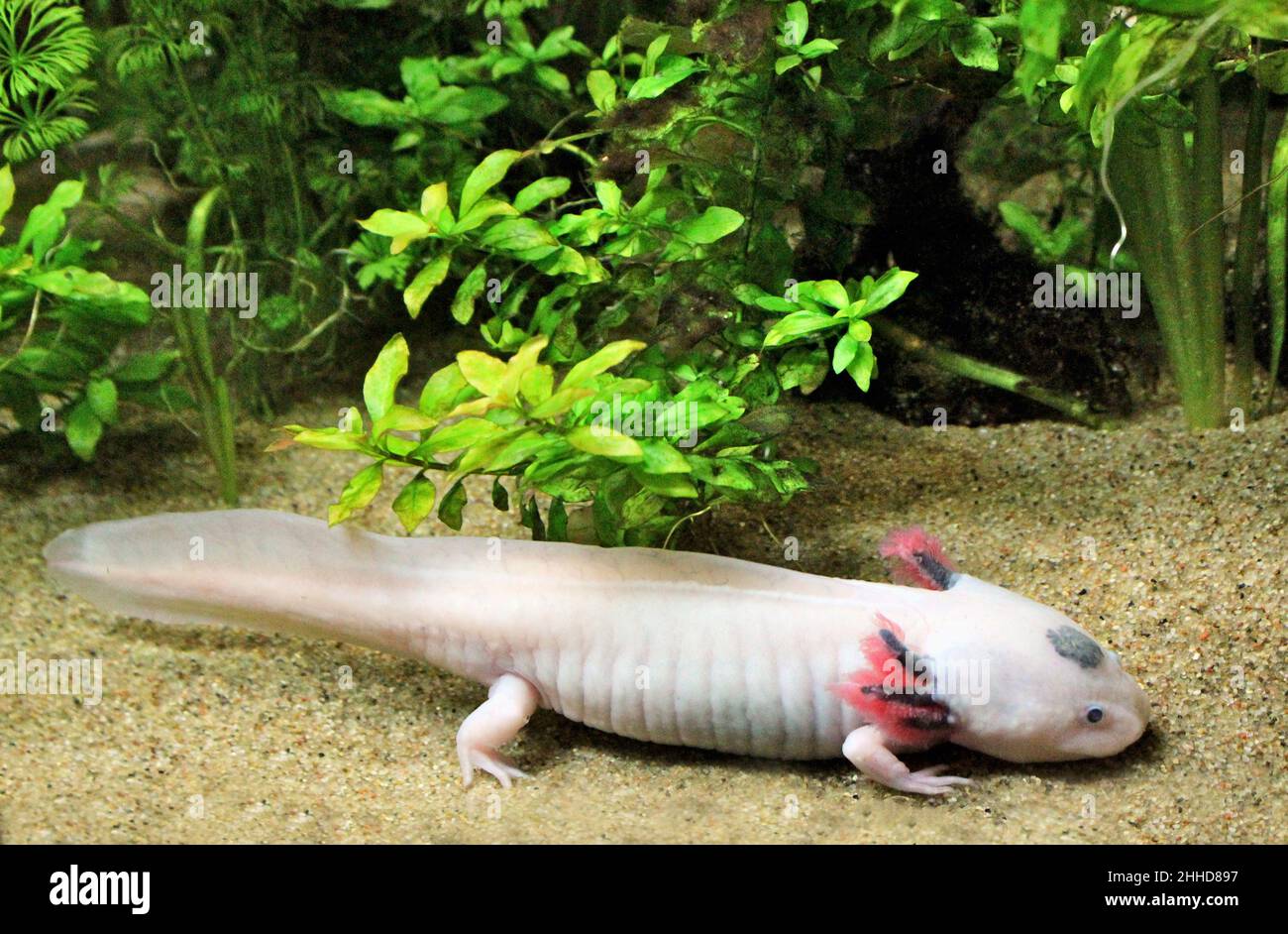 Axolotl salamander -Fotos und -Bildmaterial in hoher Auflösung – Alamy