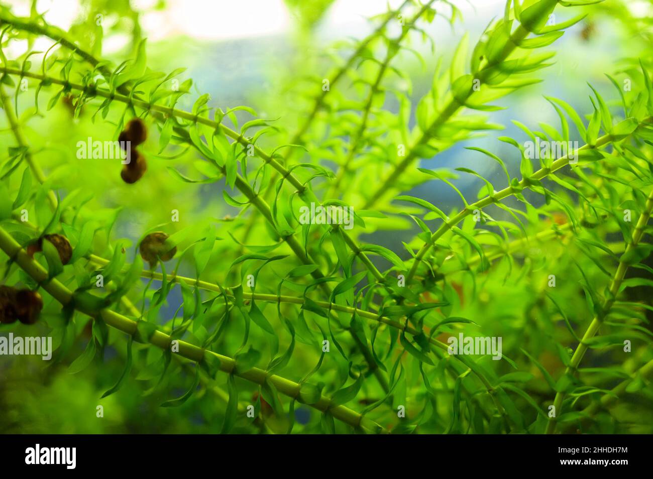 Elodea wasserpest -Fotos und -Bildmaterial in hoher Auflösung – Alamy