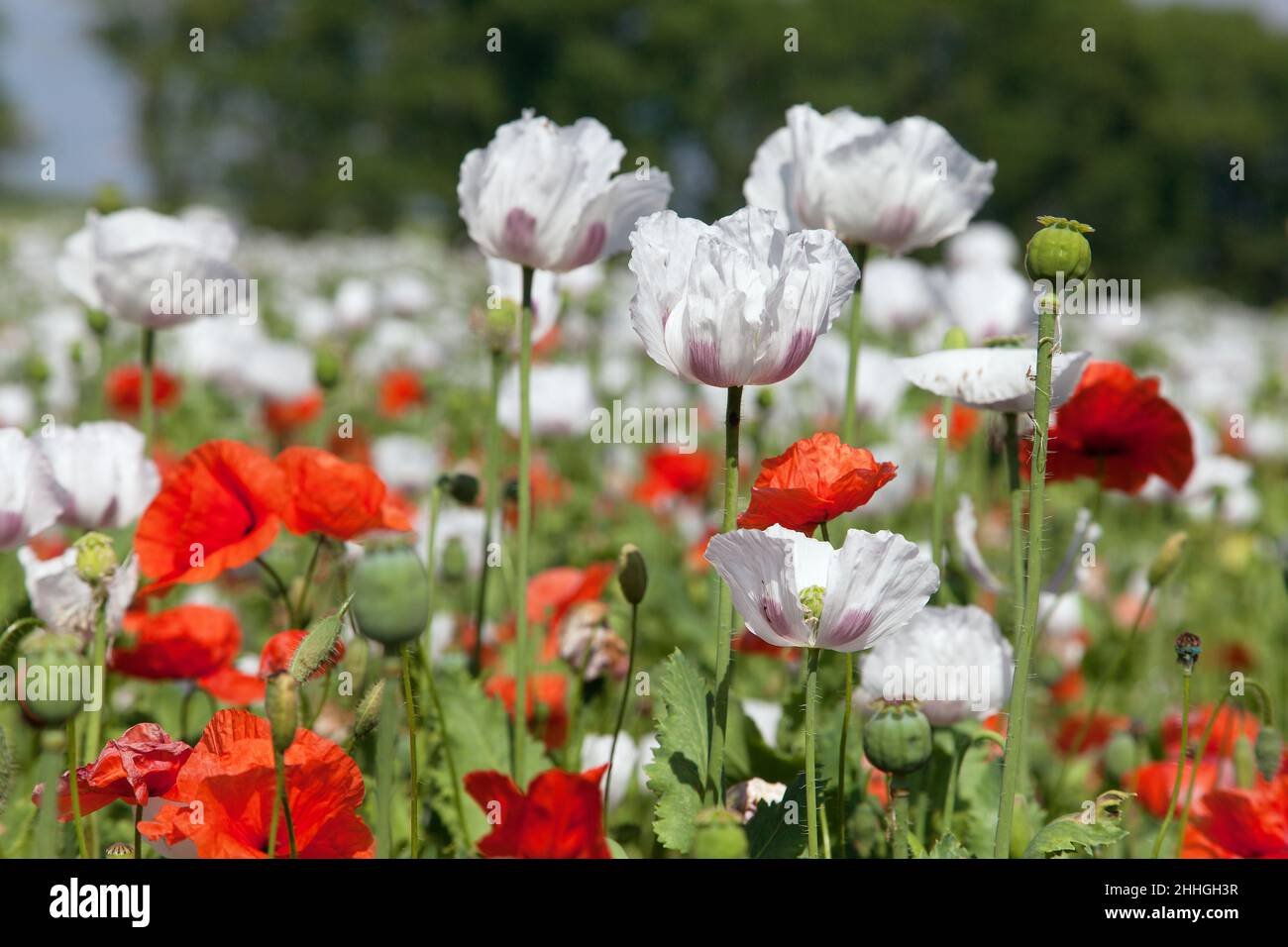 Blühendes Opiummohn-Feld in Latein papaver somniferum, Mohn-Feld mit ...