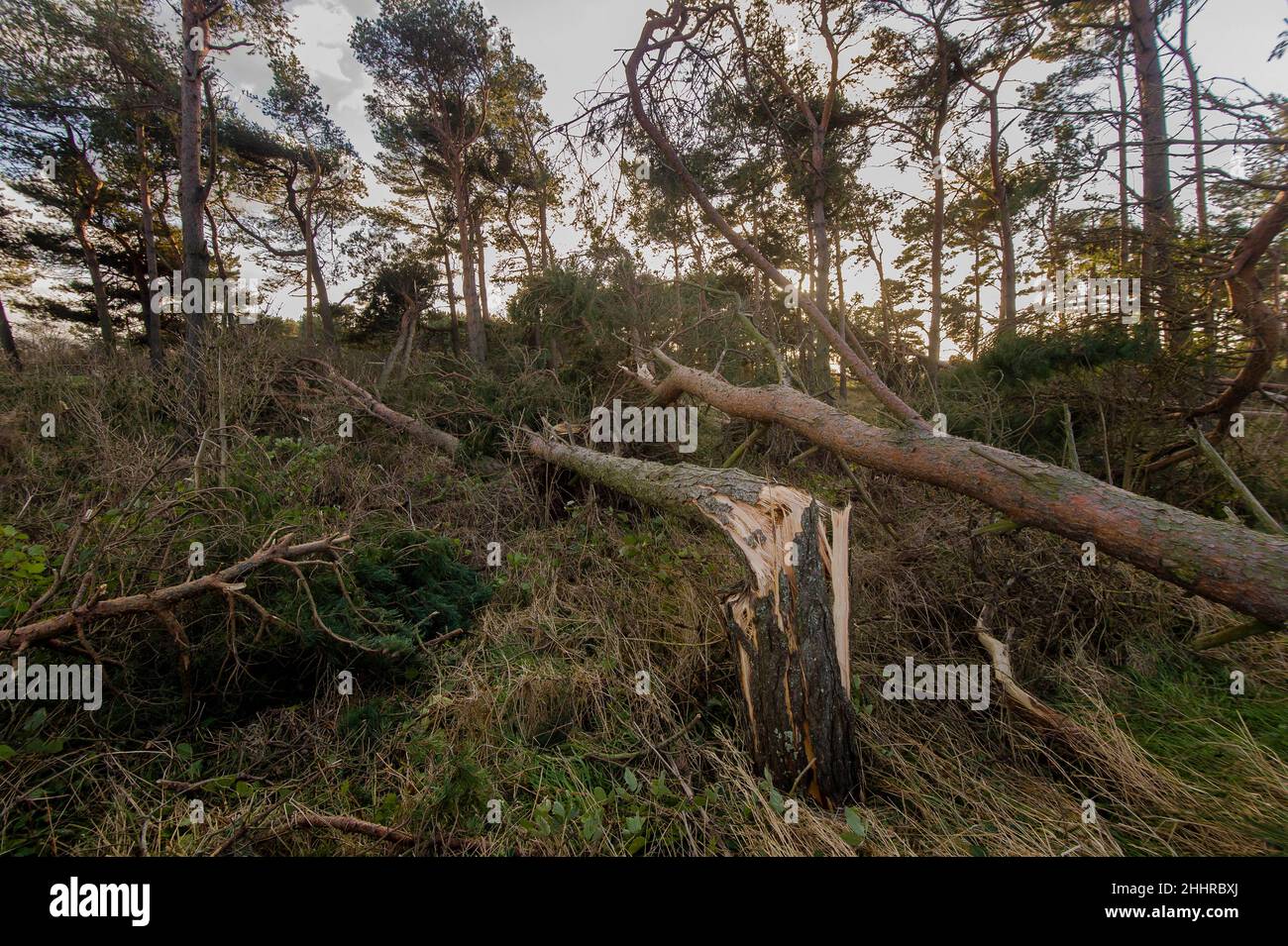 Der John Muir Country Park wird von den starken Winden verwüstet, da ...