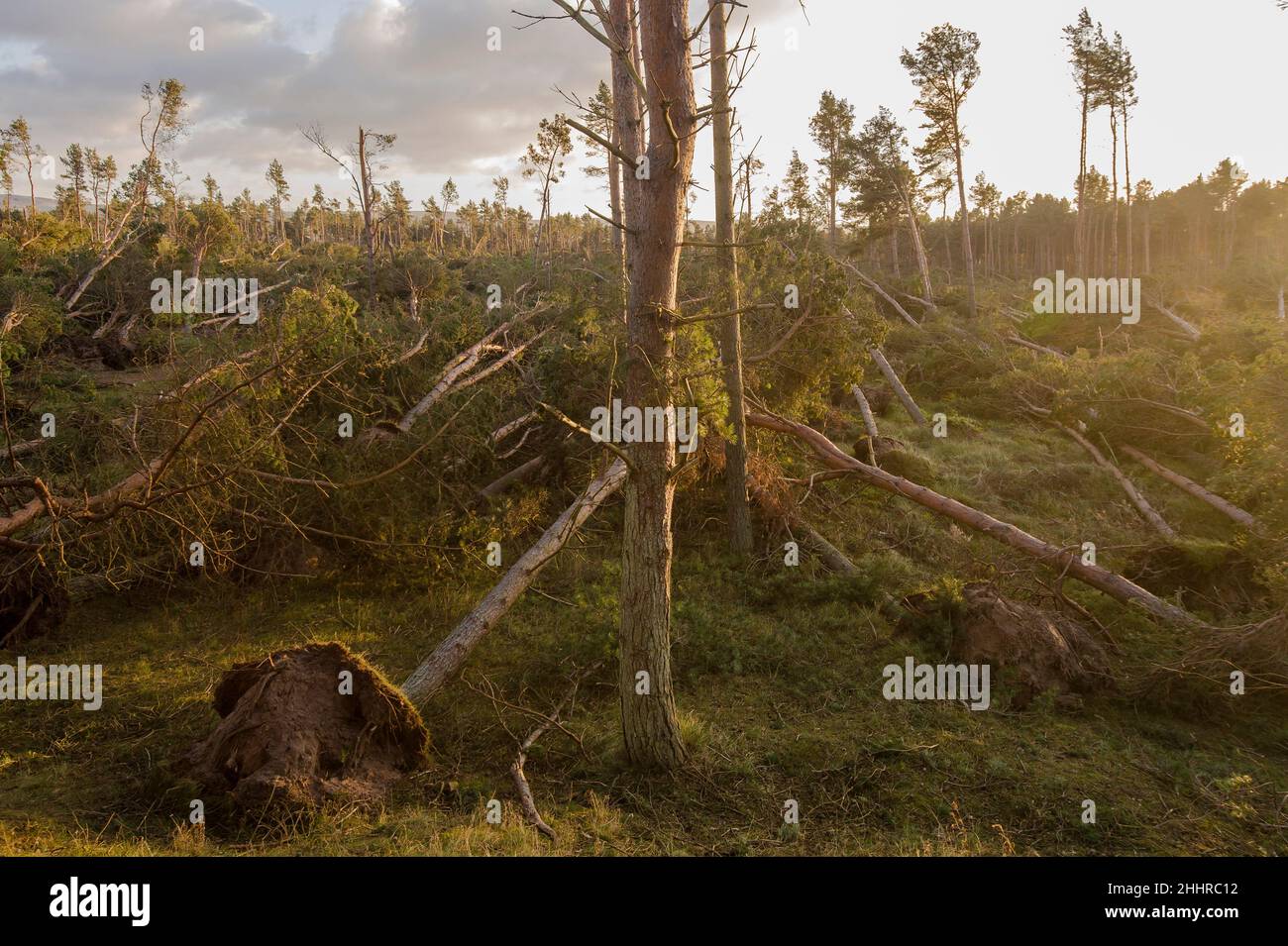 Der John Muir Country Park wird von den starken Winden verwüstet, da ...
