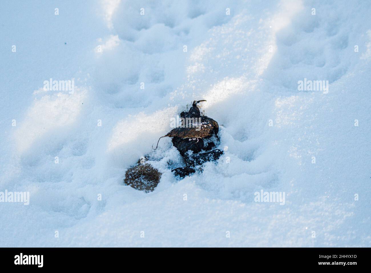 Exkremente gleise -Fotos und -Bildmaterial in hoher Auflösung – Alamy