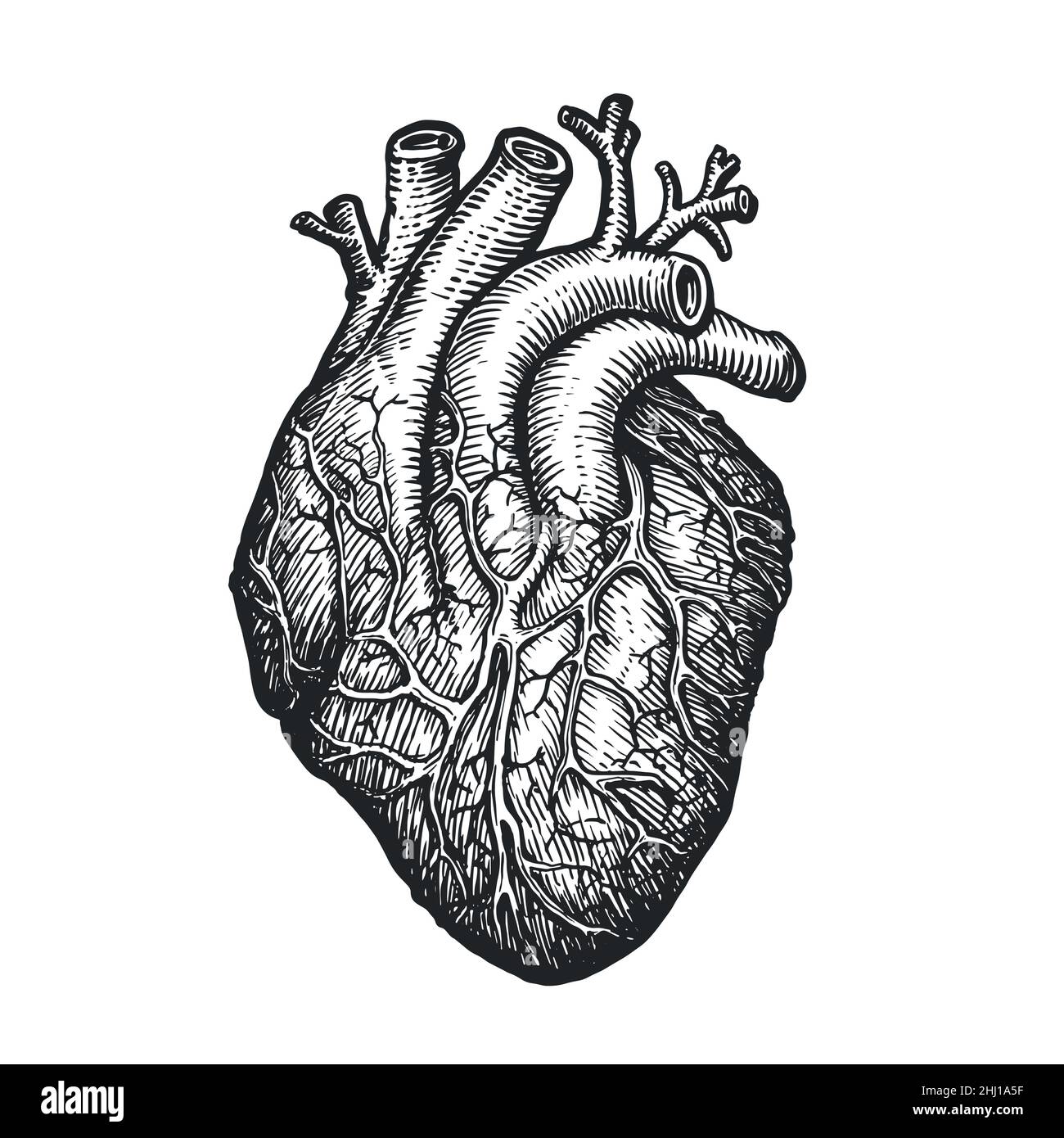 Anatomisch skizze Ausgeschnittene Stockfotos und -bilder - Alamy