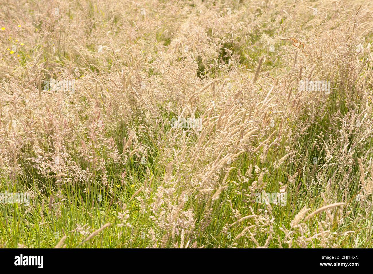 Wiesen lieschgras wiesenlieschgras phleum -Fotos und -Bildmaterial in ...