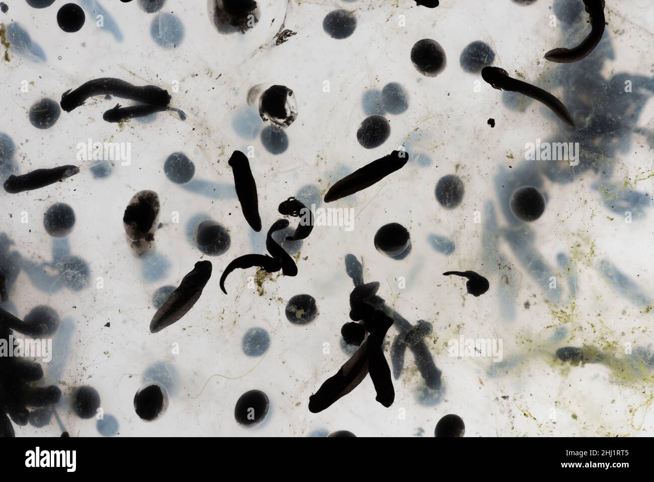 Entwicklung von froschspawn -Fotos und -Bildmaterial in hoher Auflösung ...