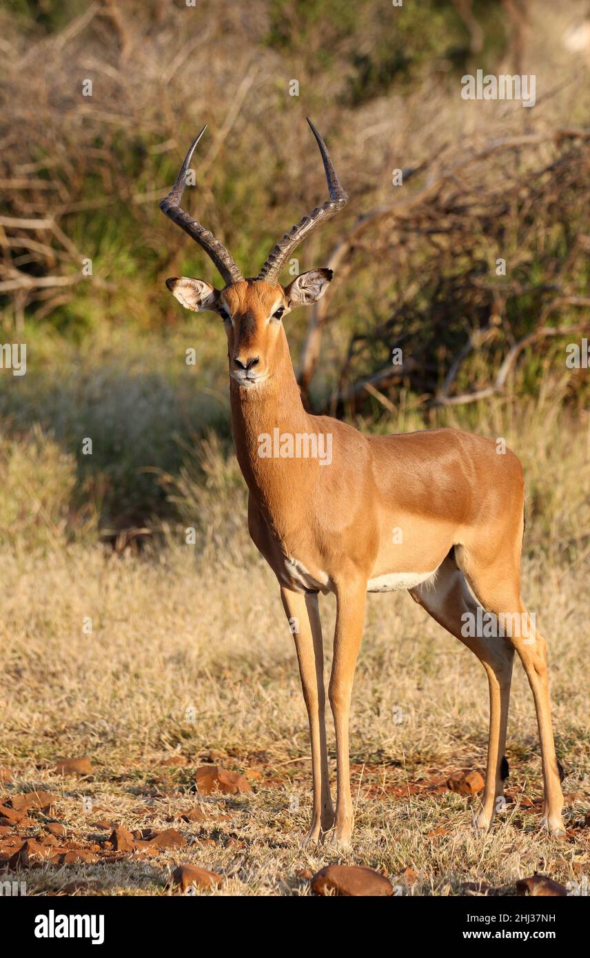 Impala ram -Fotos und -Bildmaterial in hoher Auflösung – Alamy