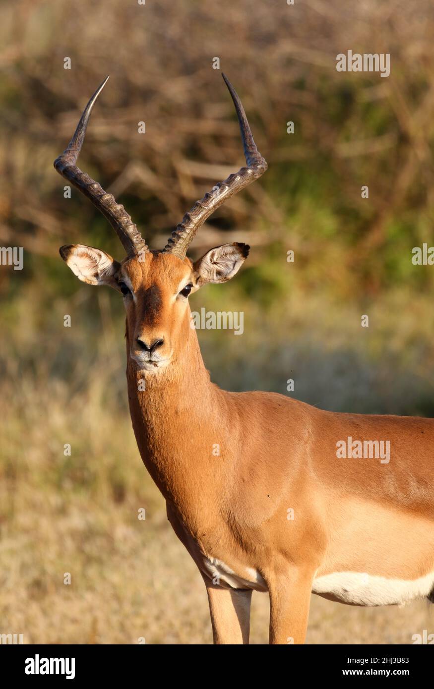 Impala ram -Fotos und -Bildmaterial in hoher Auflösung – Alamy