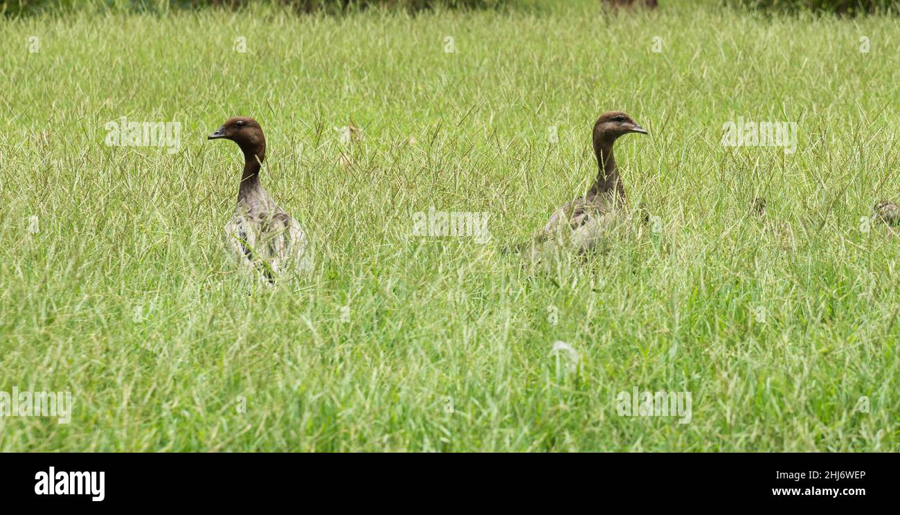 Ente biologie -Fotos und -Bildmaterial in hoher Auflösung – Alamy