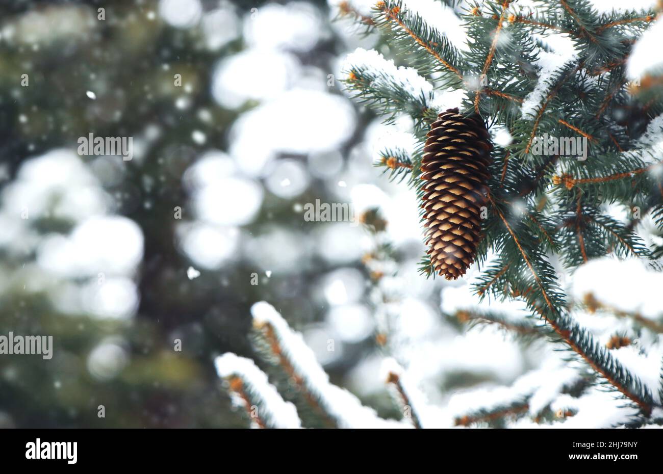 Schneebedeckte tannenzapfen -Fotos und -Bildmaterial in hoher Auflösung ...