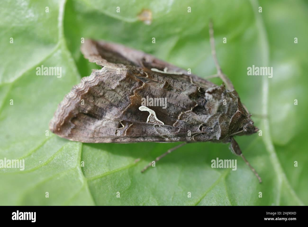 Die Silver Y (Autographa gamma) ist eine Zugmotte der Familie Noctuidae ...