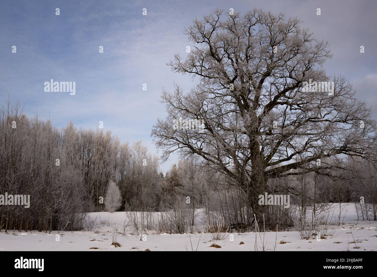 Einsame eiche winter -Fotos und -Bildmaterial in hoher Auflösung – Alamy