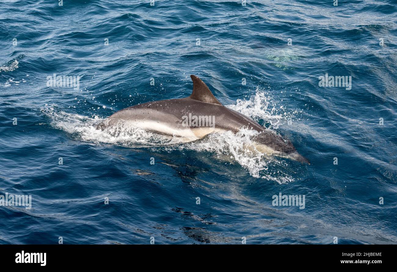 Springender delfin -Fotos und -Bildmaterial in hoher Auflösung – Alamy