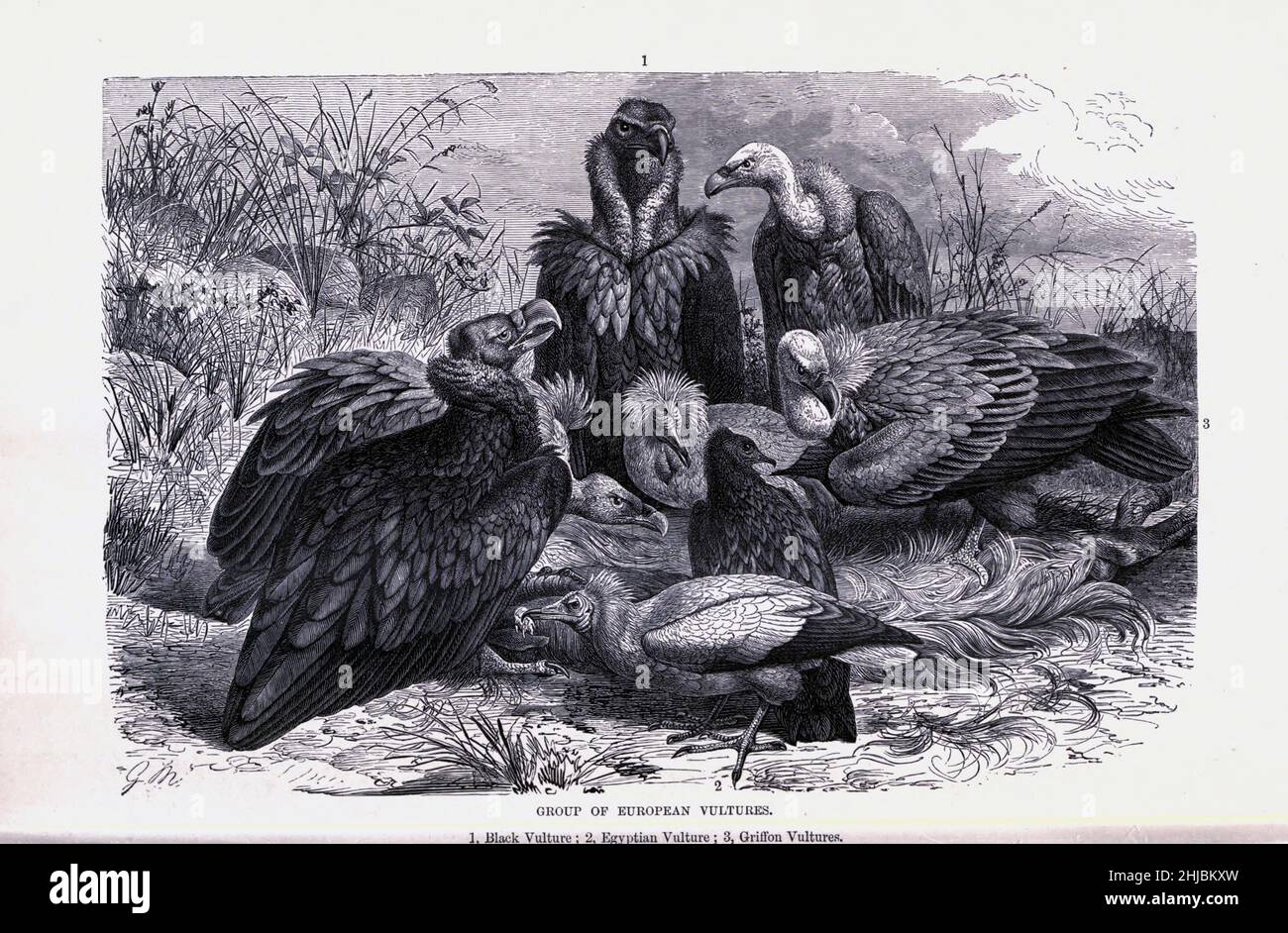 Geier zeichnen -Fotos und -Bildmaterial in hoher Auflösung – Alamy