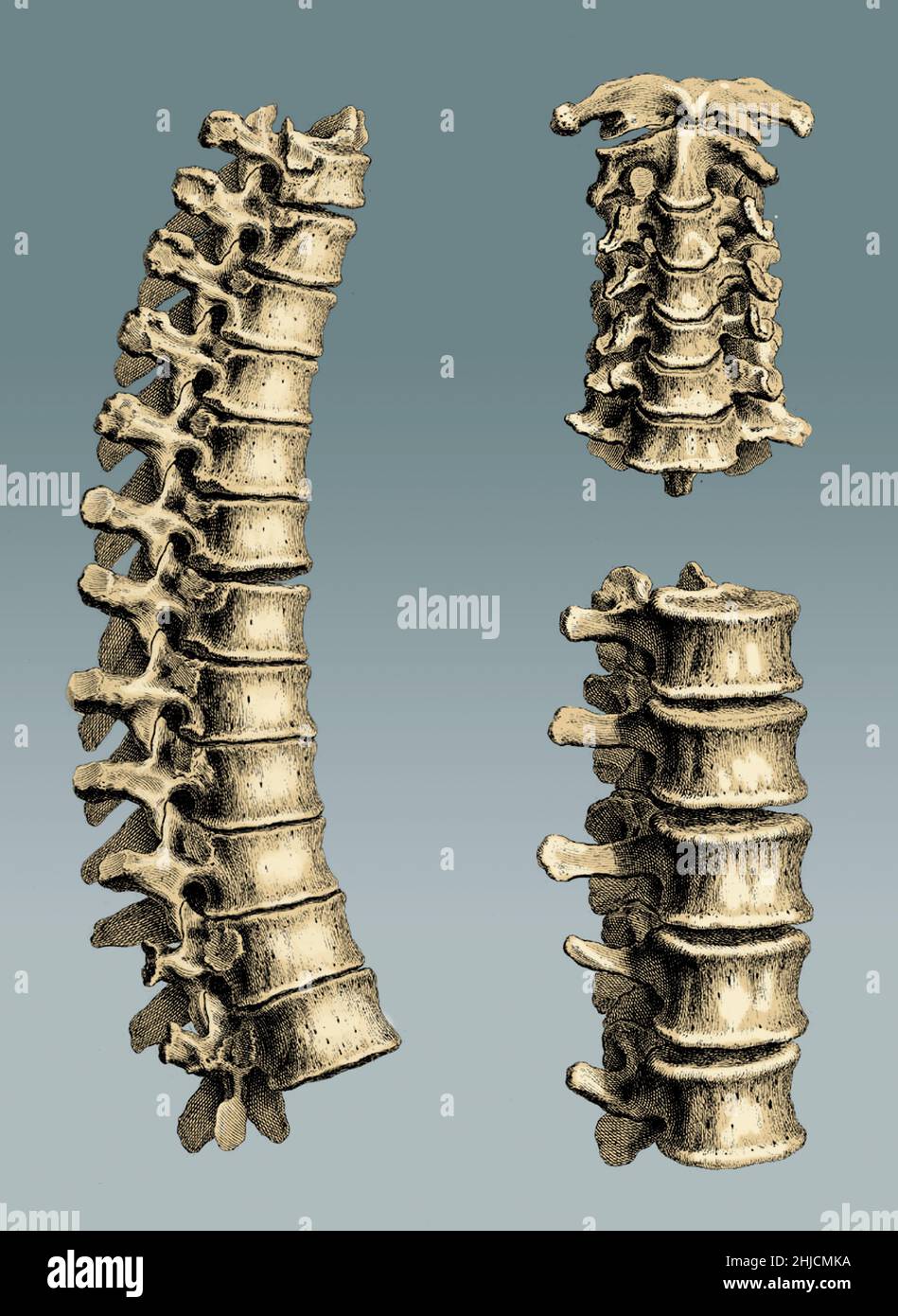Platte 10. William Cheelden (19. Oktober 1688 - 10. April 1752) war ein ...