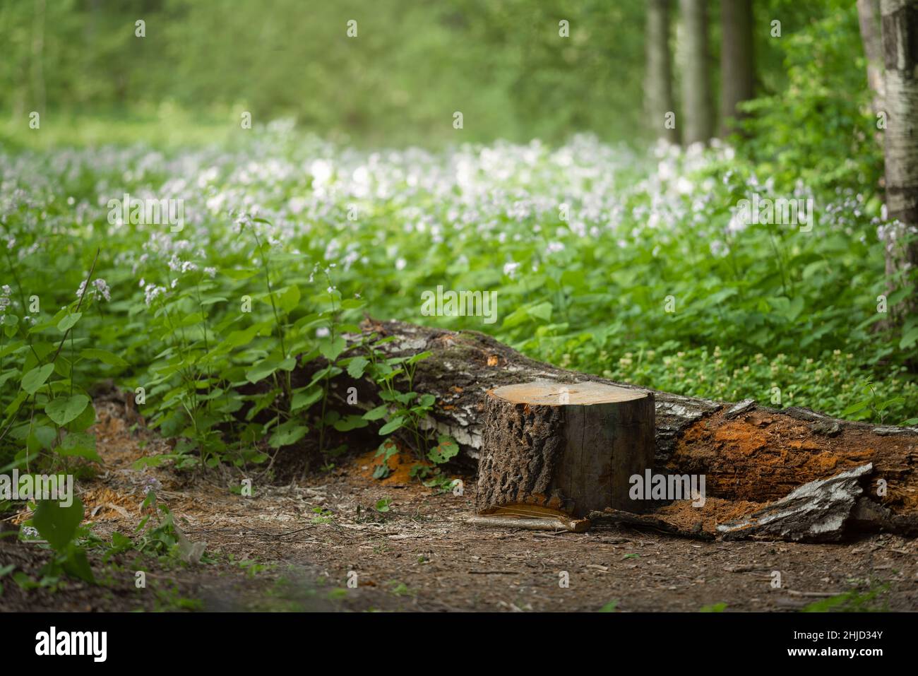 Stumpfstamm -Fotos und -Bildmaterial in hoher Auflösung – Alamy