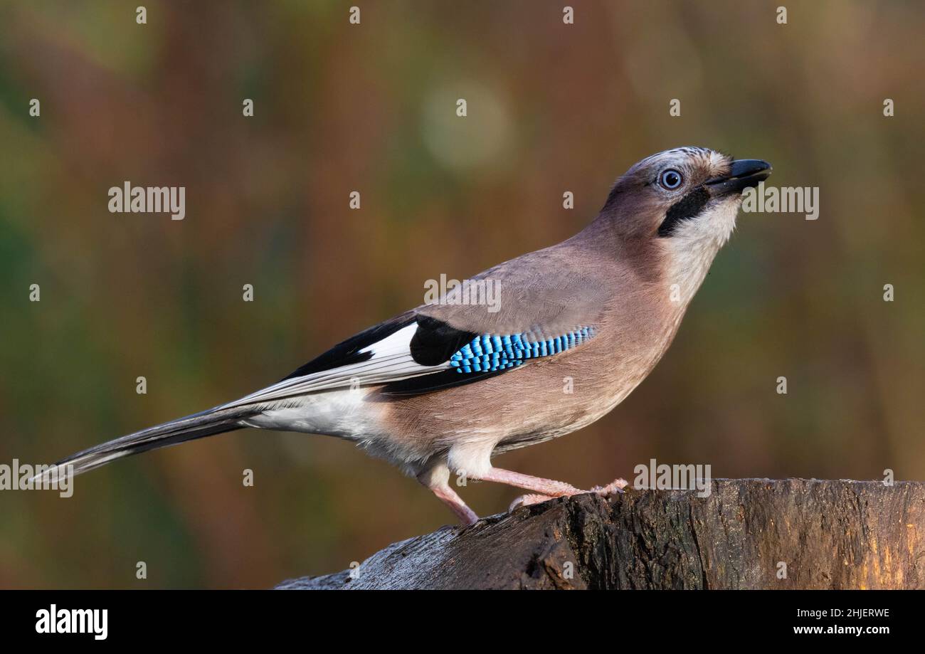 Blue jay fotos -Fotos und -Bildmaterial in hoher Auflösung – Alamy