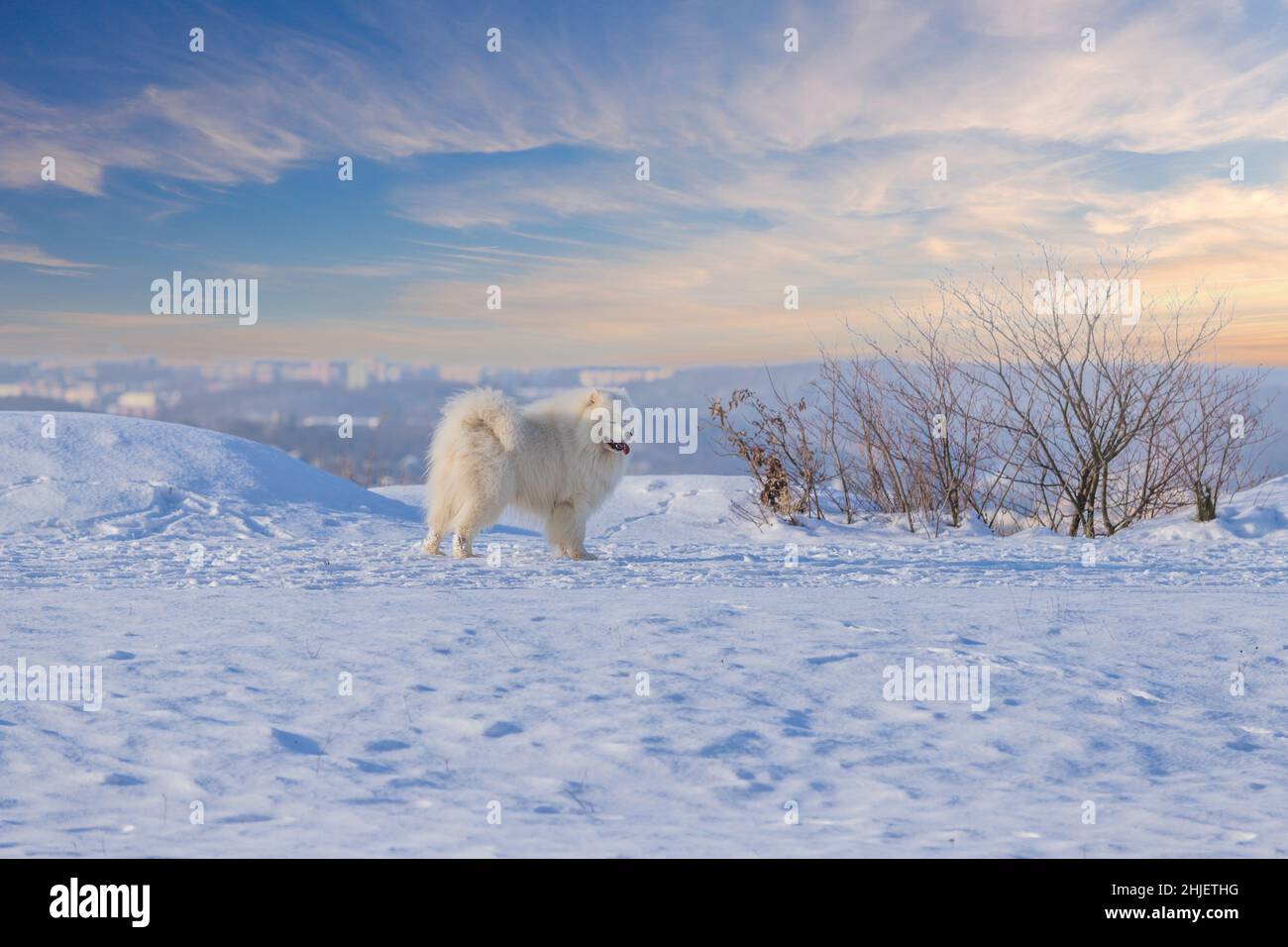 Animal protruding fur -Fotos und -Bildmaterial in hoher Auflösung – Alamy