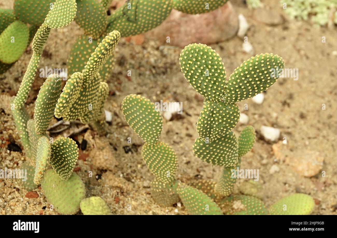 Bunny ear cactus -Fotos und -Bildmaterial in hoher Auflösung – Alamy