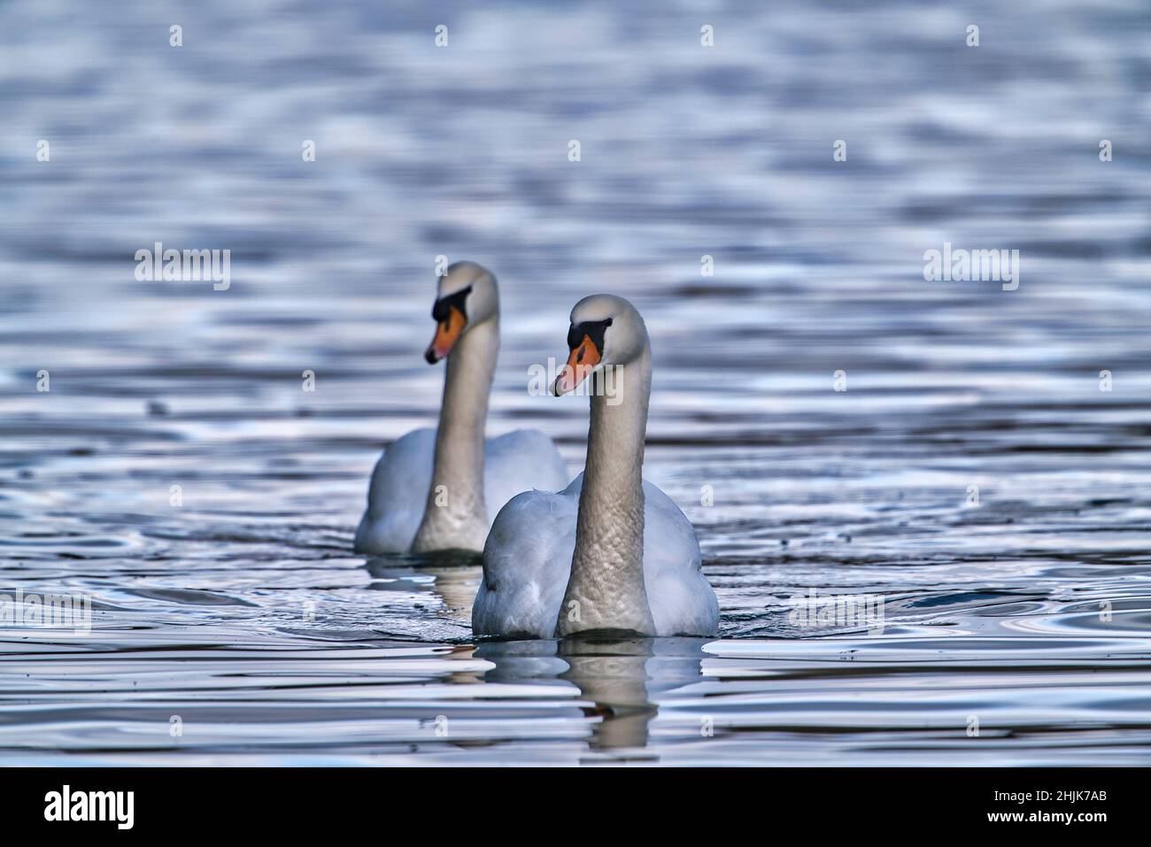 Zwei anmutige weiße Schwäne, die im See schwimmen, Schwäne in freier ... Zwei anmutige weiße Schwäne, die im See schwimmen, Schwäne in freier ...