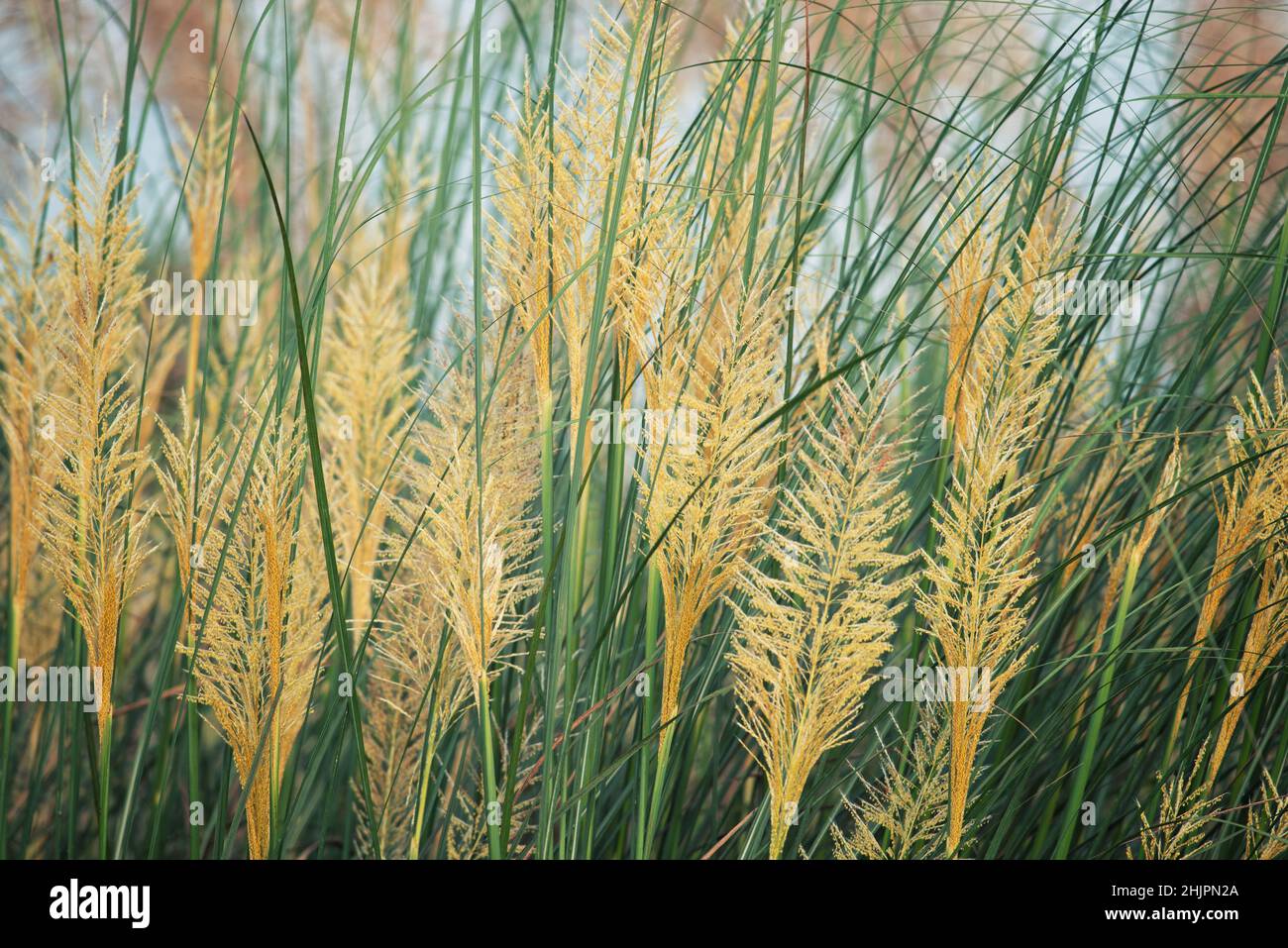 Kash phool -Fotos und -Bildmaterial in hoher Auflösung – Alamy