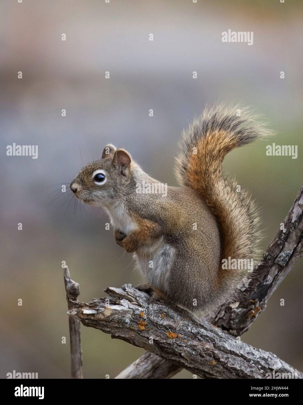 Weaselhead flats naturschutzgebiet -Fotos und -Bildmaterial in hoher ...