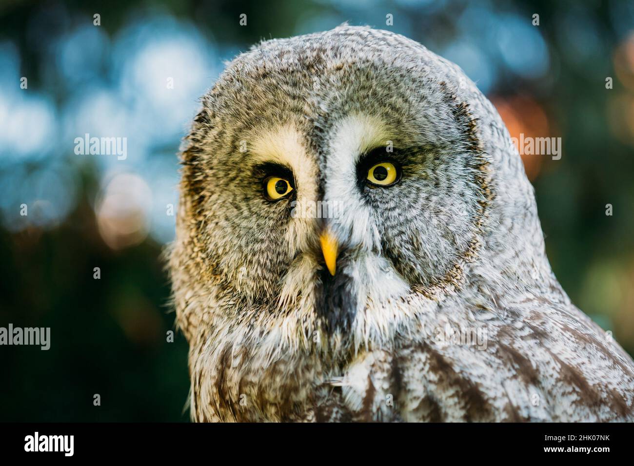 Der Bartkauz oder großen grau-Eule (Strix Nebulosa) ist sehr große Eule ...