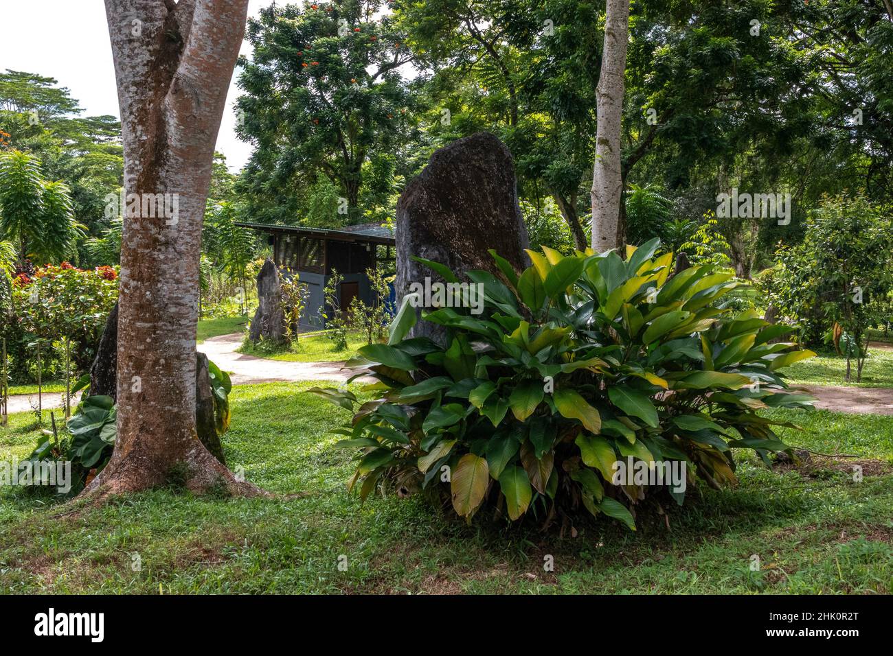 Offener orchideenkaktus -Fotos und -Bildmaterial in hoher Auflösung – Alamy
