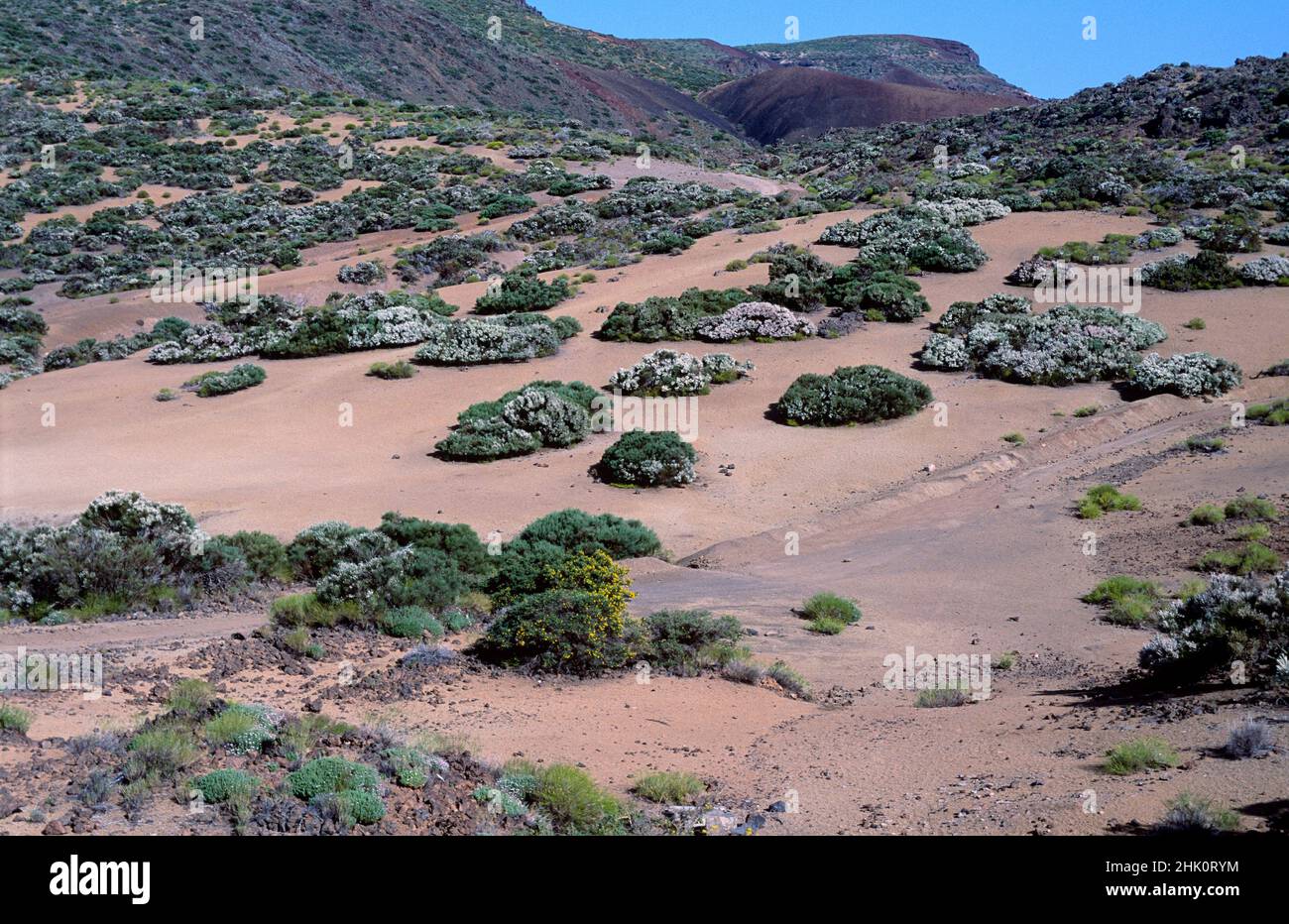 Retama del pico -Fotos und -Bildmaterial in hoher Auflösung – Alamy