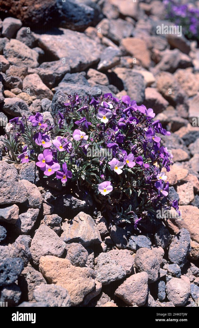Viola hautnah -Fotos und -Bildmaterial in hoher Auflösung - Seite 2 - Alamy