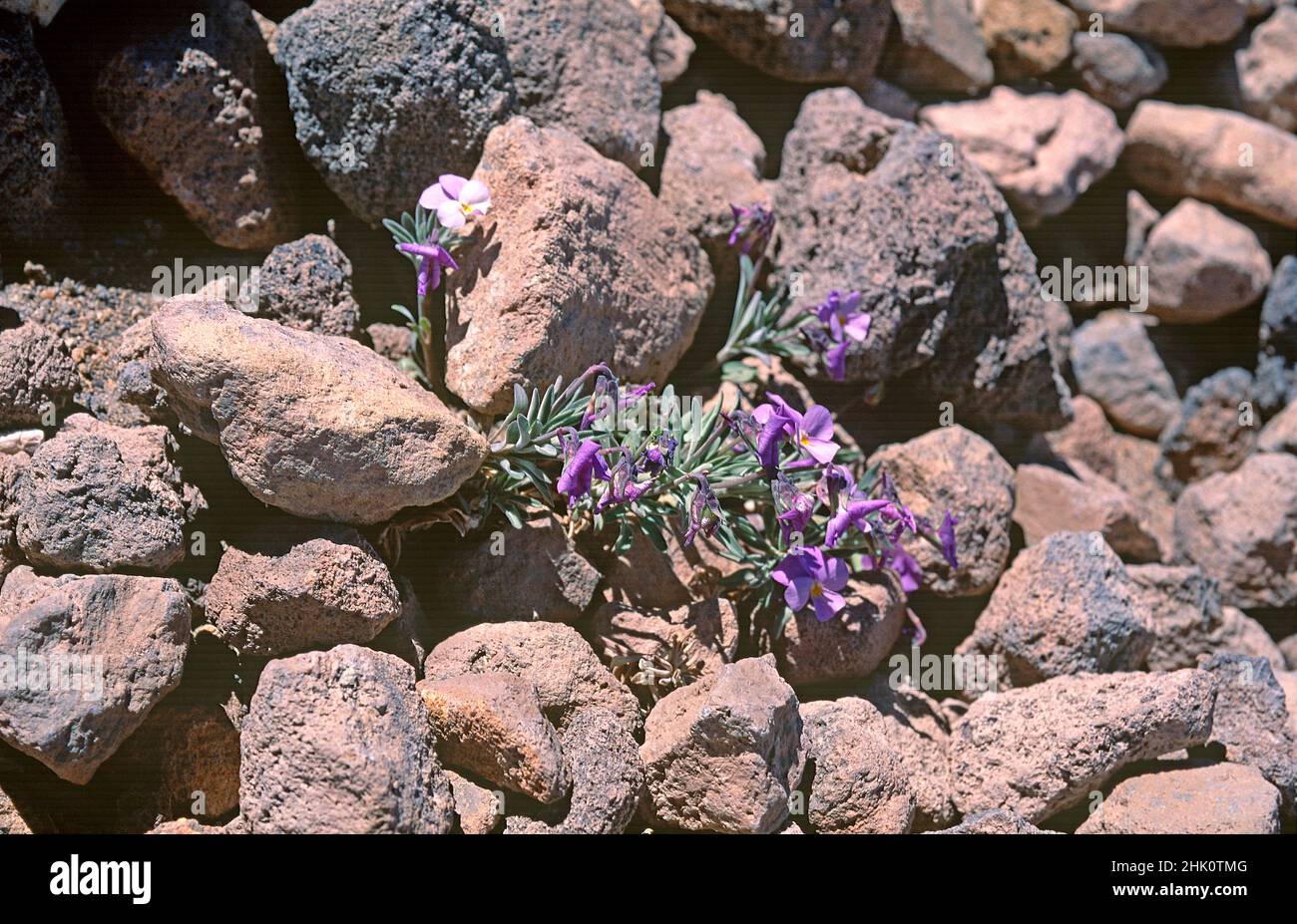 Geröll blume -Fotos und -Bildmaterial in hoher Auflösung – Alamy