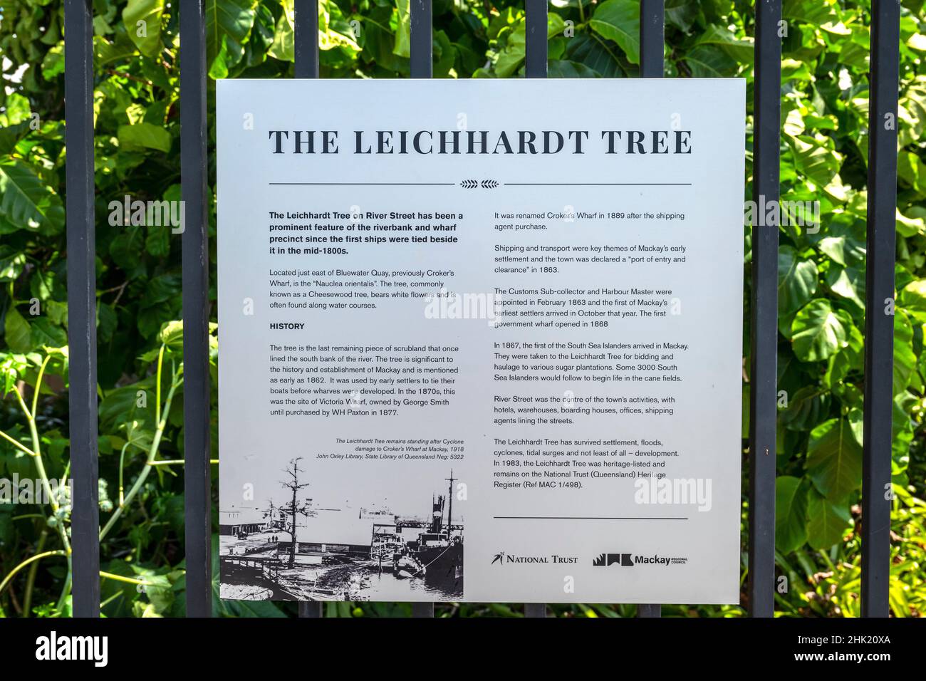 Der Leichhardt-Baum wurde von Tausenden von Siedlern und Händlern, die ...