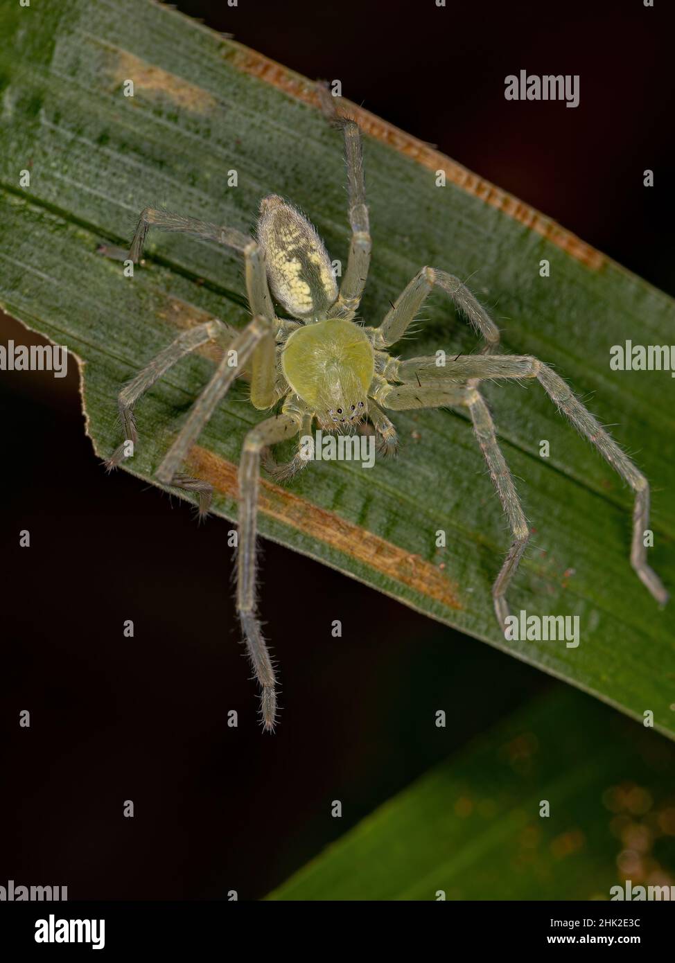 Familie sparassidae -Fotos und -Bildmaterial in hoher Auflösung – Alamy