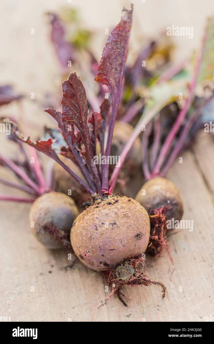 Rote beete beta vulgaris var rubra -Fotos und -Bildmaterial in hoher ...