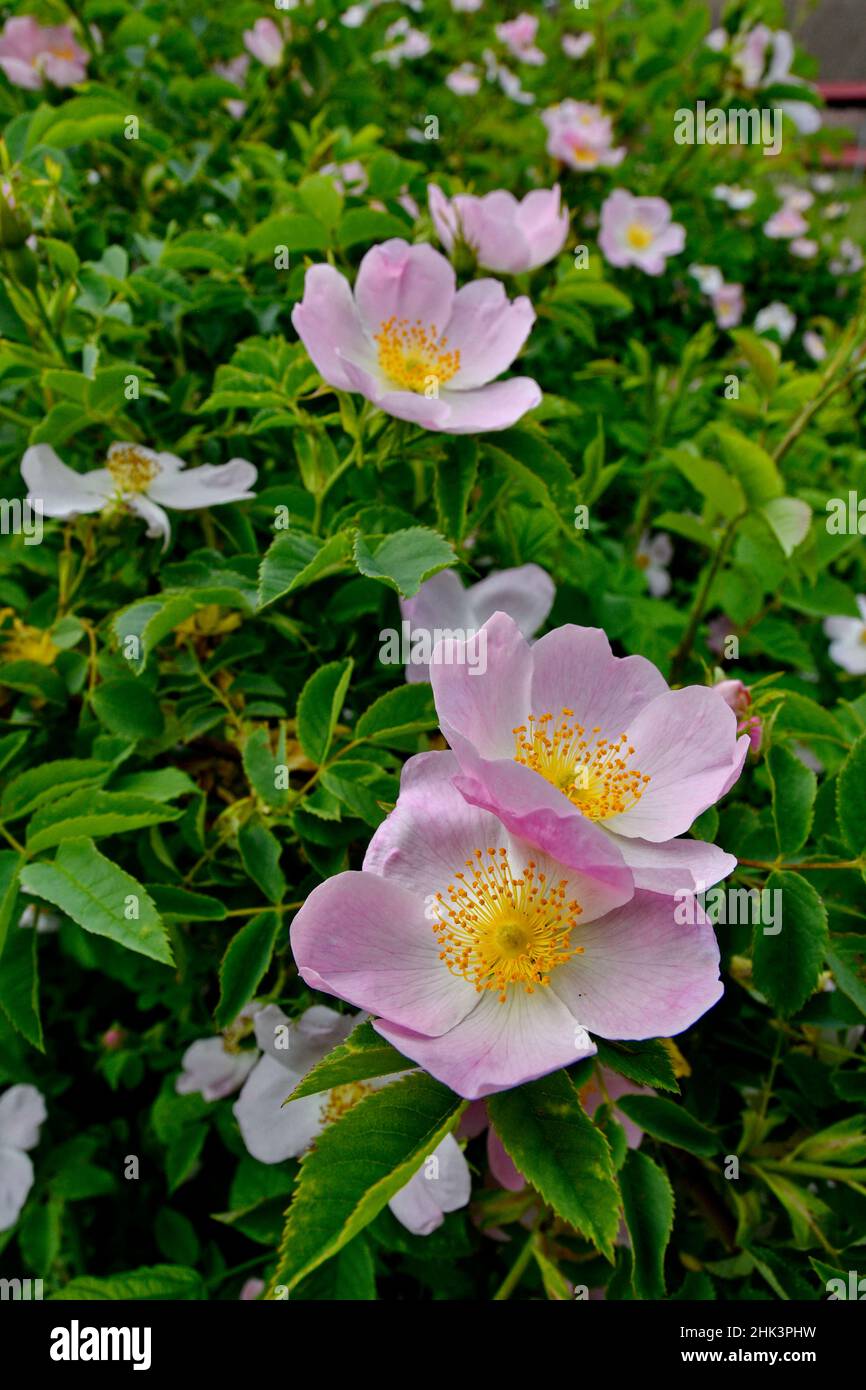 Anatomia canina -Fotos und -Bildmaterial in hoher Auflösung – Alamy